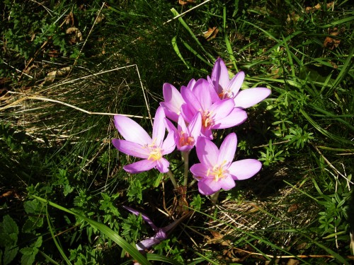 Pomladanski žafran in jesenski podlesek