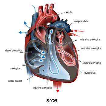 V fokusu zdravja: Bolezni srca in ožilja