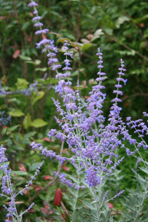 Perovskija, ruska kadulja ali sibirska sivka