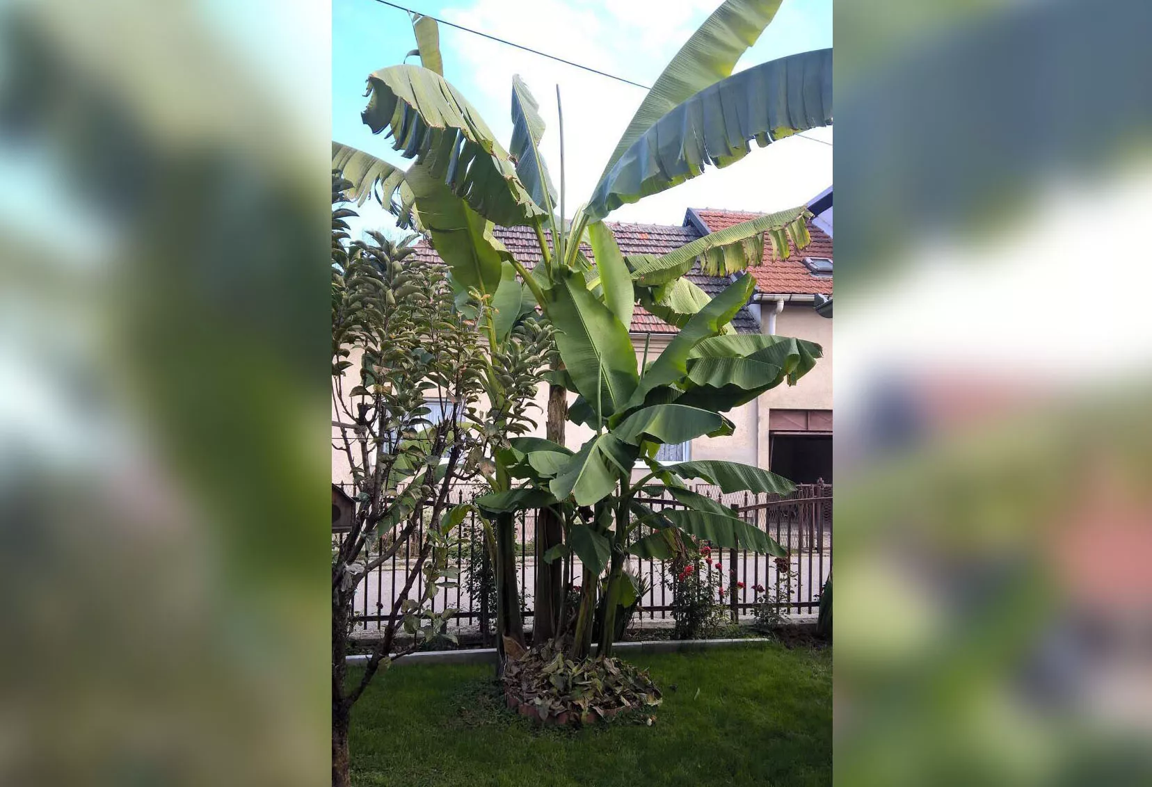 Lijepa dekoracija u dvorištu: Kakanjac uzgaja banane